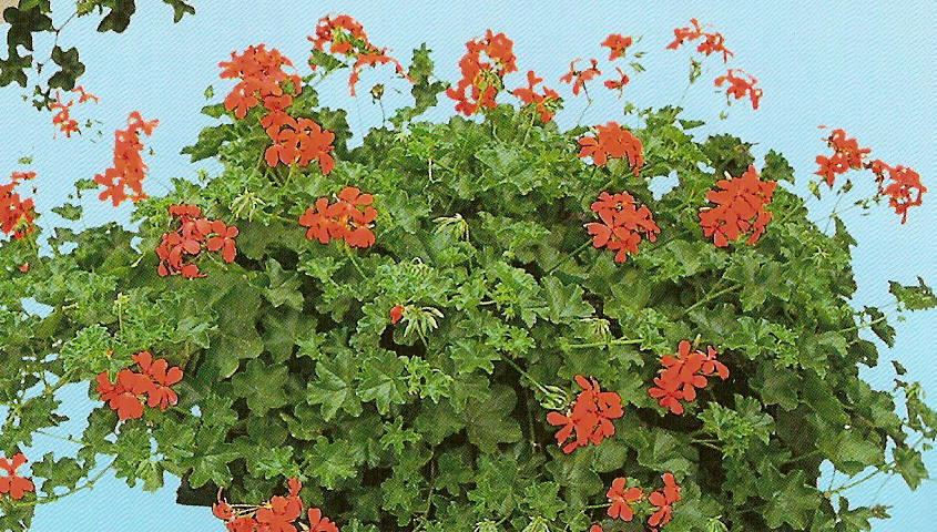 Pélargonium peltaum simple aux Serres du Breuil